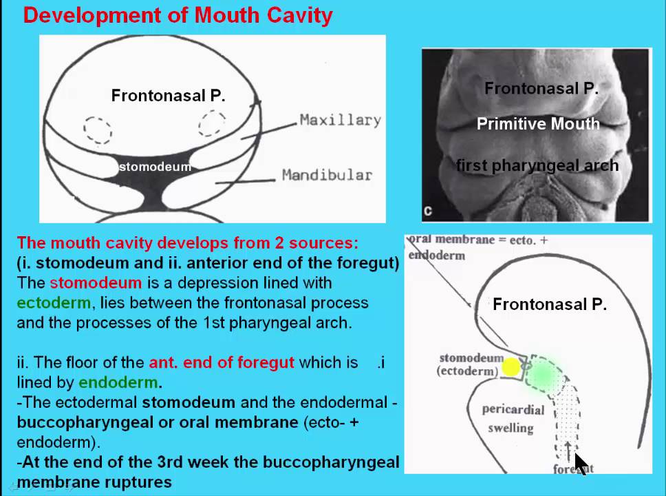 Embryology | DentMistry | Page 2