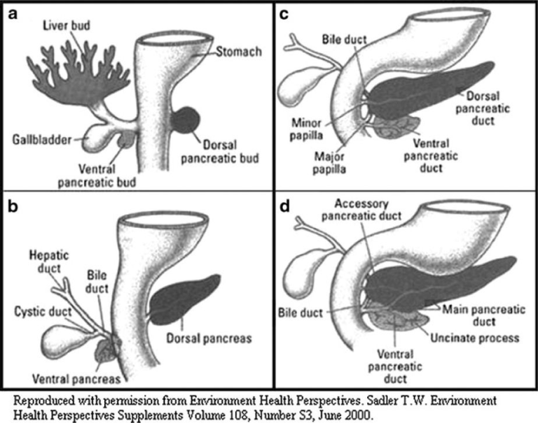 Development of stomach, duodenum and pancreas | DentMistry