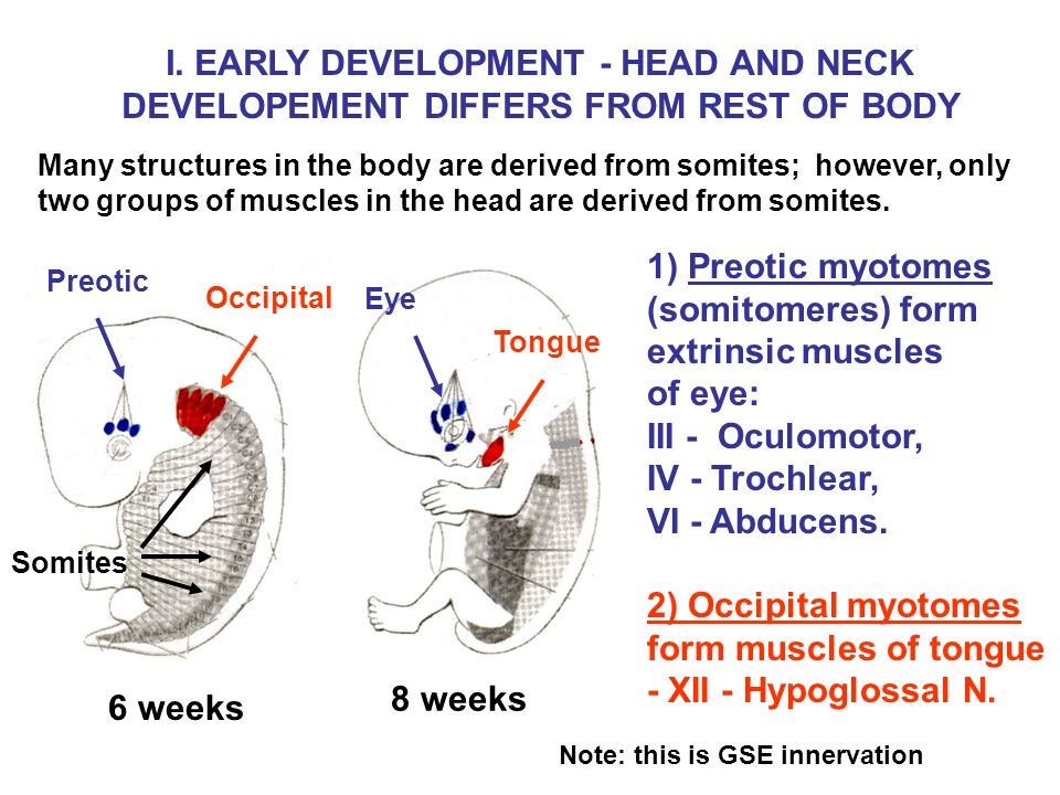Embryology | DentMistry | Page 2