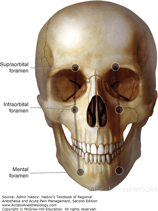 Neuroanatomy and Cranial Nerves | DentMistry