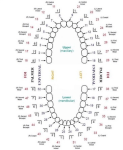Chronology of tooth development and eruption | DentMistry